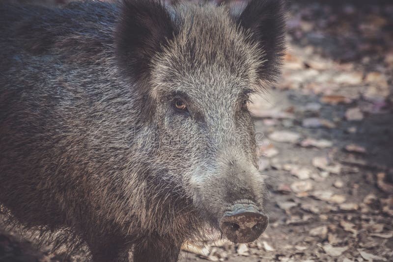 Closeup of a Central European Boar in the Zoo Park Stock Image - Image ...