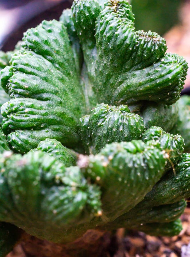 Closeup of Cereus Cactus Mutated Stock Photo - Image of flora, hobby ...