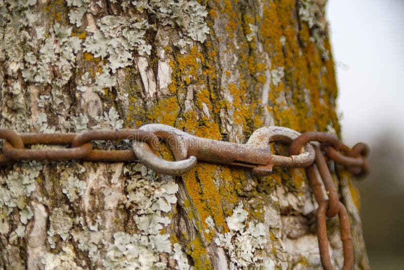 Tree in Chains, Tree Locked Up Stock Image - Image of destruction ...