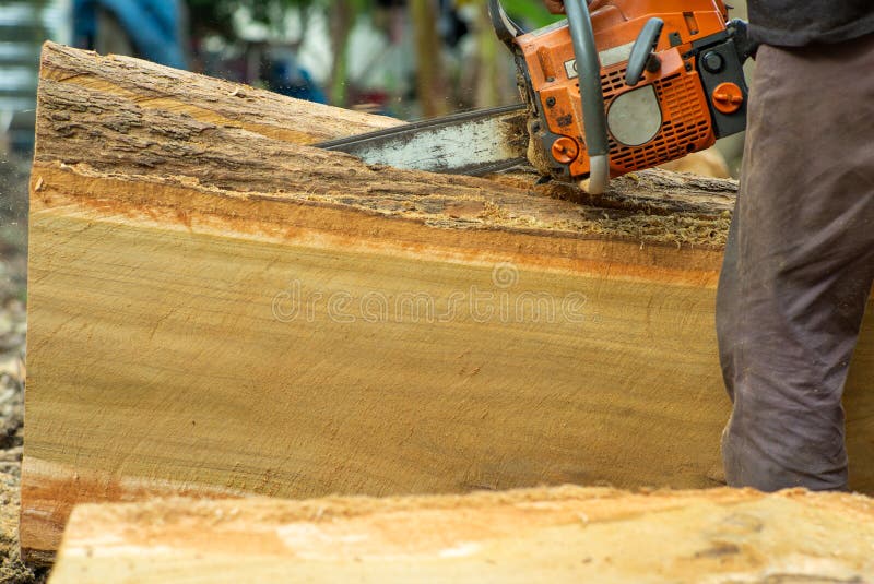 Closeup Chainsaw Cutting the Log by Chainsaw Machine with Sawdust Fly ...