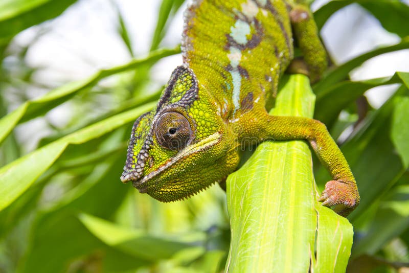 Closeup of a chameleon stock photo. Image of chamaeleonidae - 159036490