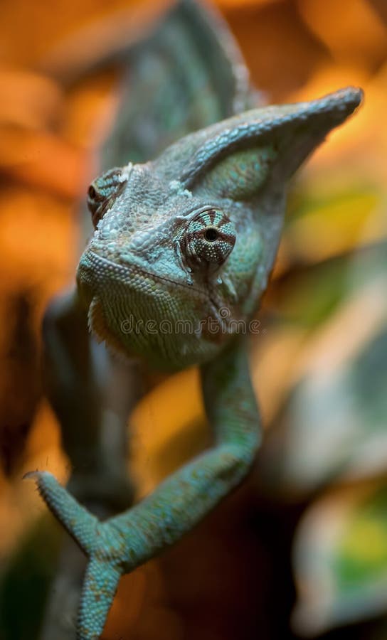 Closeup chameleon portrait stock photo. Image of chameleon - 71885402