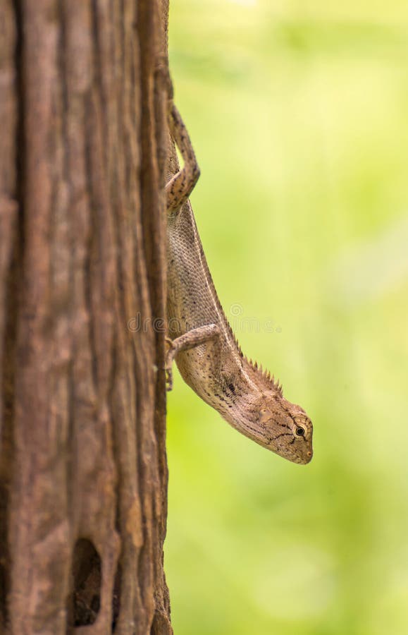 Closeup of Changeable Lizard on Tree Stock Photo - Image of patterned ...
