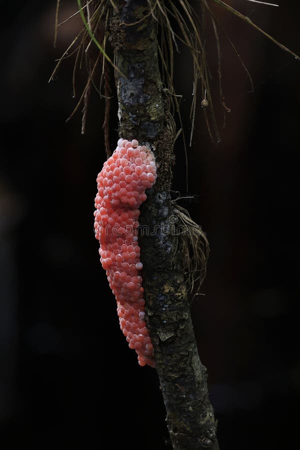 Channel Apple Snail Eggs stock photo. Image of wetlands - 331050122