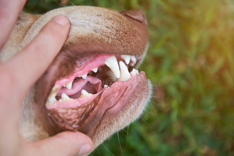 Closeup of Checking Dog Teeth Stock Photo - Image of hygiene, canine ...