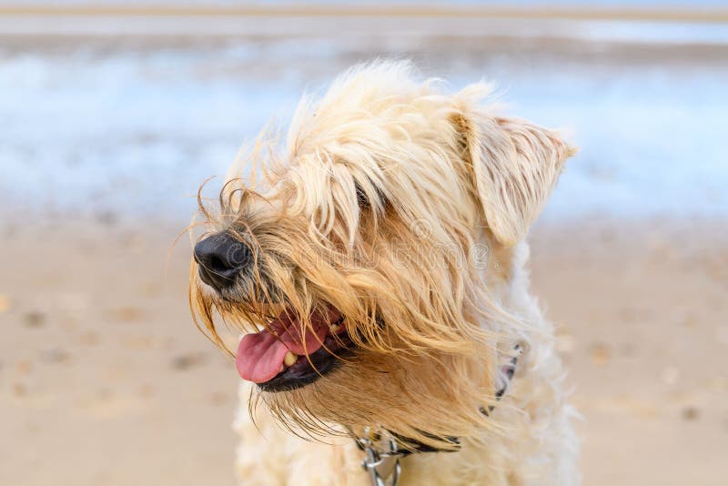 Closeup of a Cheerful White Yorkshire Terrier on a Beach Stock Image ...