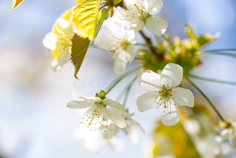 Closeup of Cherry Blossom Background, Texture, Pattern Stock Photo ...