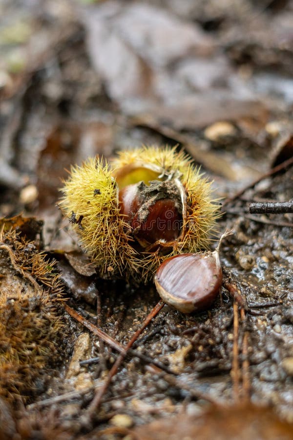 Split Open Chestnut on the Ground. Stock Image - Image of acorn, italy ...