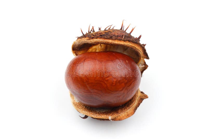 Closeup of a Chestnut with Open Shell Stock Image - Image of buckeye ...