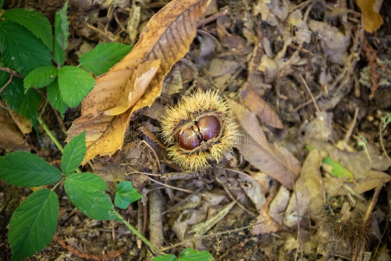 Chestnuts Inside the Spiked Sheath that Covers it. Typical Autumn ...
