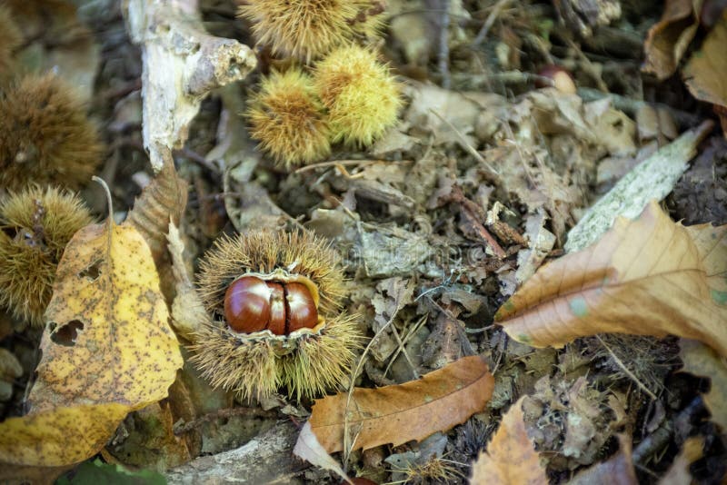 Closeup of Chestnuts Inside the Hedgehog on the Ground among Leaves in ...
