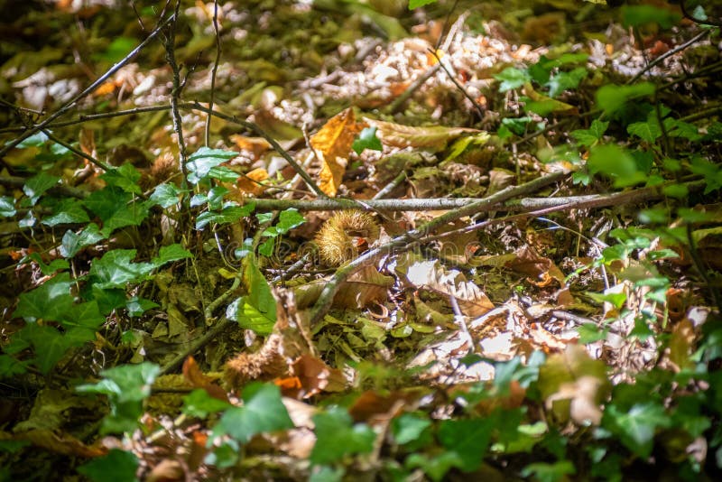 Closeup of Chestnuts Inside the Hedgehog on the Ground among Leaves in ...