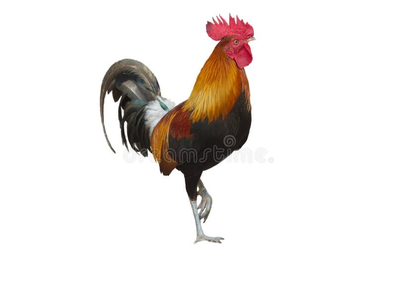 Close-up Chicken, Fighting Standing Pose on White Background Stock ...