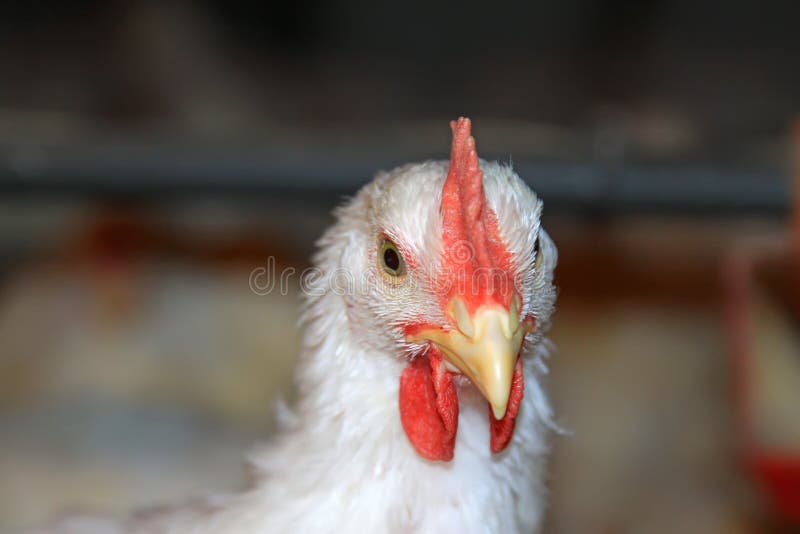Closeup of Chicken S Head in a Chicken Farm Stock Image - Image of ...