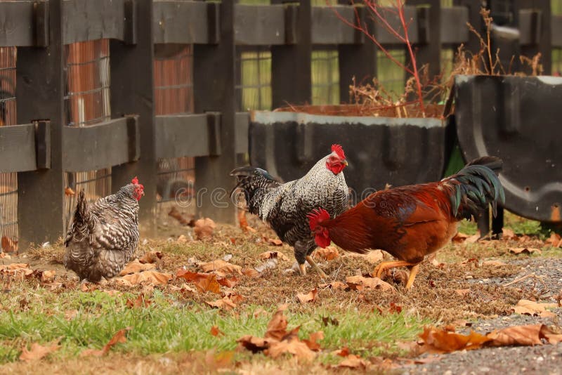Closeup of the Chickens Foraging in the Yard. Stock Photo - Image of ...