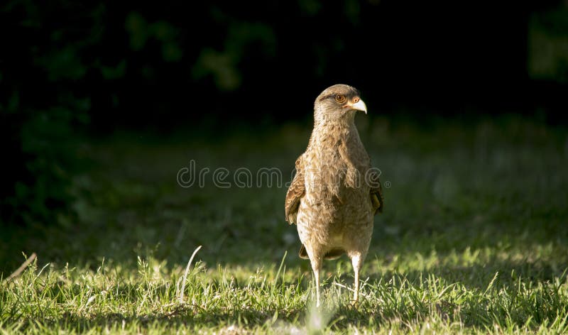 Closeup of a Chimango. Bird of Prey Stock Photo - Image of hemisphere ...