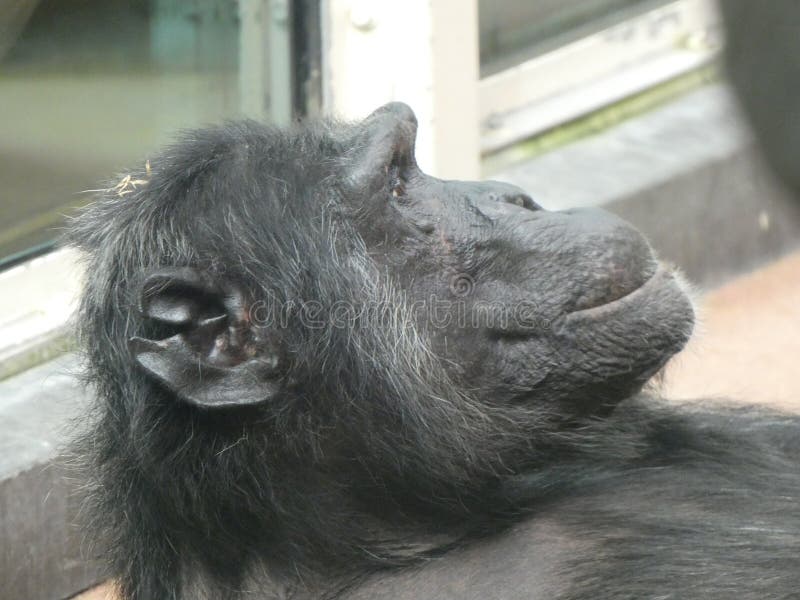 A Close-up of a Chimpanzee Face in Profile Stock Image - Image of view ...