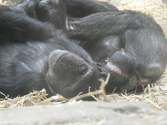 A Chimpanzee on Its Back Looking at Camera Stock Image - Image of ...