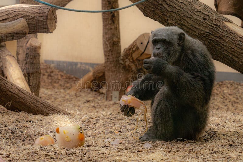 Closeup of a Chimpanzee while Eating. Stock Photo - Image of chimpanzee ...