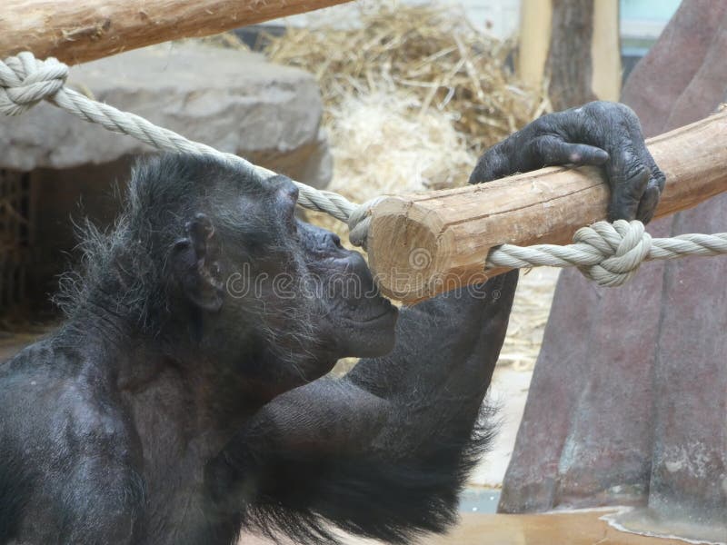A Chimpanzee in Profile Gripping Wood Rung Stock Photo - Image of chimp ...
