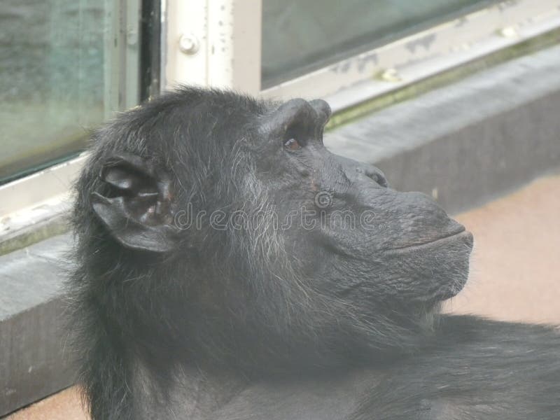 Close-up of a Chimpanzee Face in Profile Stock Image - Image of face ...