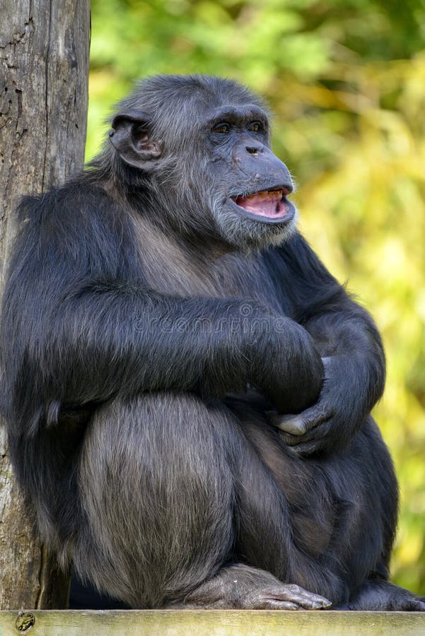Closeup chimpanzee sitting stock photo. Image of troglodytes - 31896094
