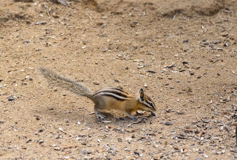 Chipmunk stock image. Image of omnivore, mammalia, searching - 100537399