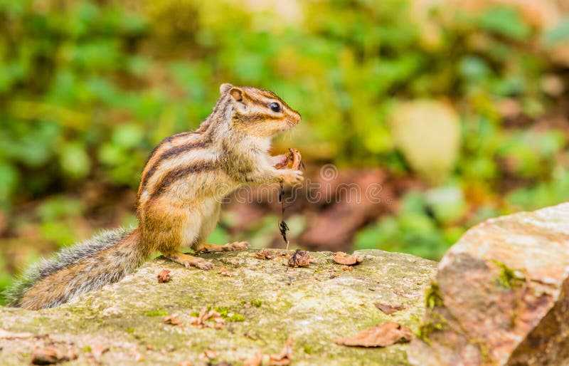 Closeup of Chipmunk Sitting on a Large Stone Stock Image - Image of ...