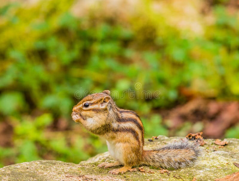 Chipmunk sitting on log stock photo. Image of outside - 32196420