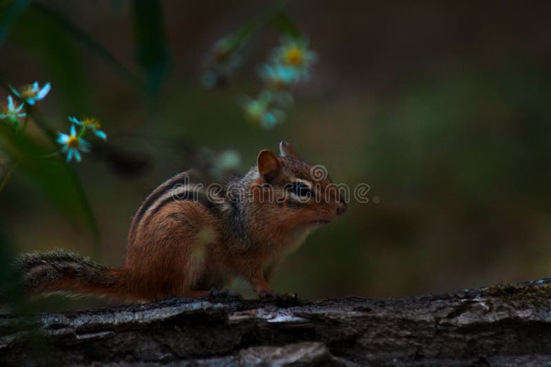 Closeup of a Chipmunk Sitting on Log Stock Image - Image of flowers ...