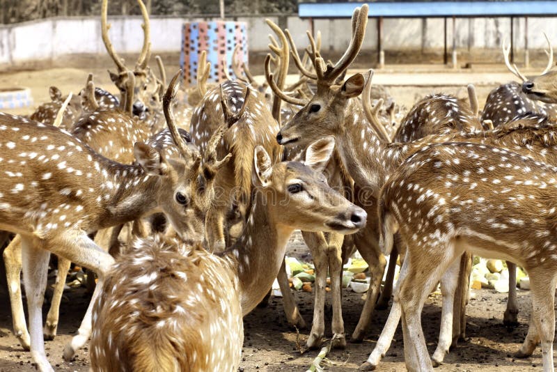 Closeup of Chitals Outdoors in a Zoo during Daylight Stock Photo ...