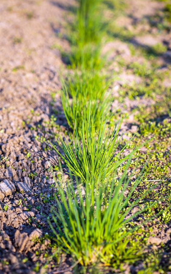 Chivas Plant Stock Photos - Free & Royalty-Free Stock Photos from ...