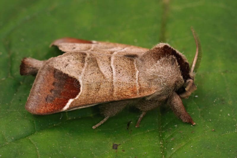 Closeup on the Chocolate-tip Moth, Clostera Curtula Sitting on a Green ...