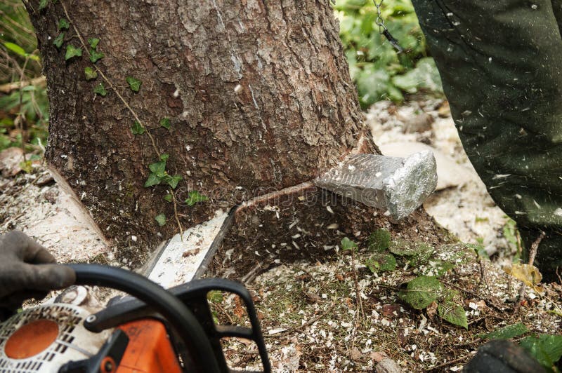 Closeup of Chopping Down a Tree with Chainsaw Stock Image - Image of ...