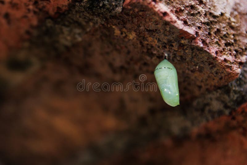 Closeup of Chrysalis Hanging on a Rock Stock Image - Image of hard ...