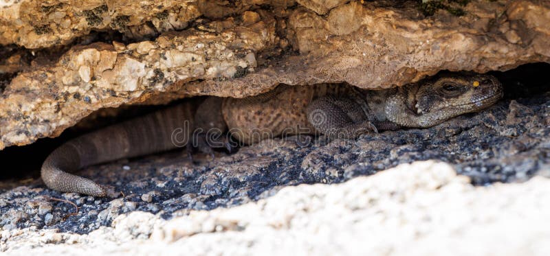 Closeup of Chuckwalla Lizard Under Rock Stock Image - Image of rocks ...