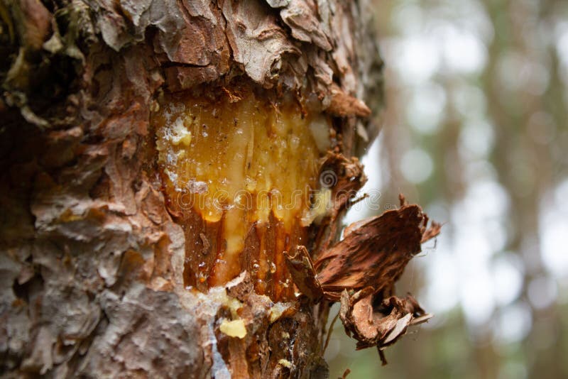 Closeup of a Chunk Out of a Tree with Tree Sap Seeping through the Bark ...
