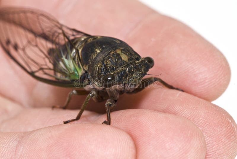 Closeup of a Cicada on a Hand Stock Image - Image of life, sample: 14375285