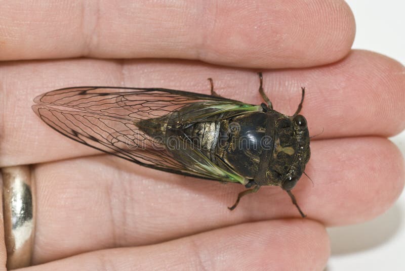 Closeup of a Cicada Isolated on White Stock Image - Image of ...