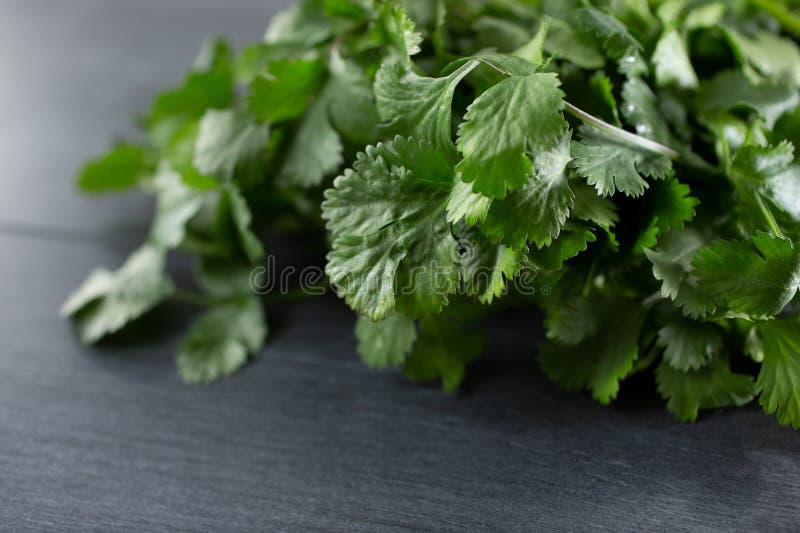Closeup cilantro plant stock image. Image of garden - 281145639