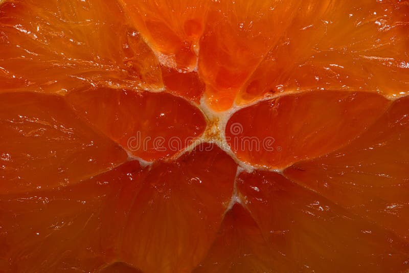 Closeup of citrus fruit stock image. Image of organic - 240648035