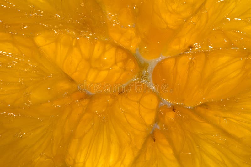 Closeup of citrus fruit stock photo. Image of detail - 240648256