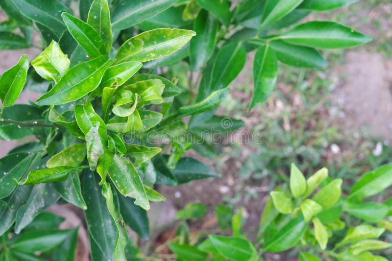 Closeup of Citrus Plant with Leafminer Disease. Citrus Pest and Disease ... Closeup of Citrus Plant with Leafminer Disease. Citrus Pest and Disease ...