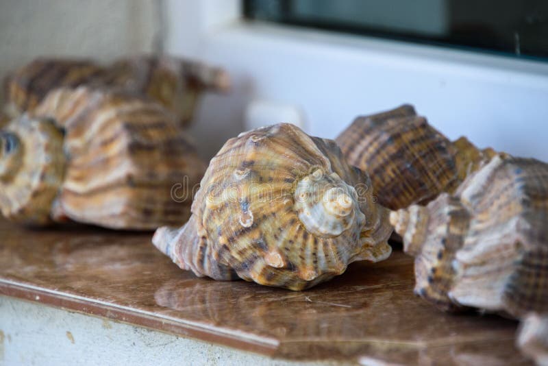 Closeup of Shell on Windowsill Stock Image - Image of beach, life ...