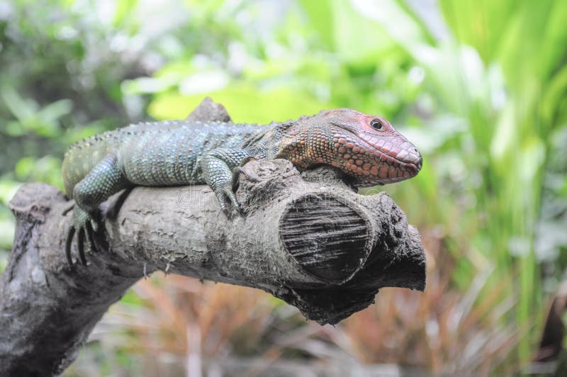 Closeup of lizard stock photo. Image of clear, skin - 183851226