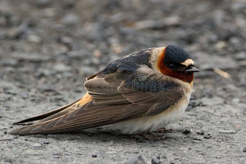 Closeup of Cliff Swallow Bird on the Ground Stock Image - Image of ...
