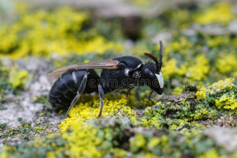 Closeup of a Clorful Striped Weevil Species , Hypera Arator Stock Image ...