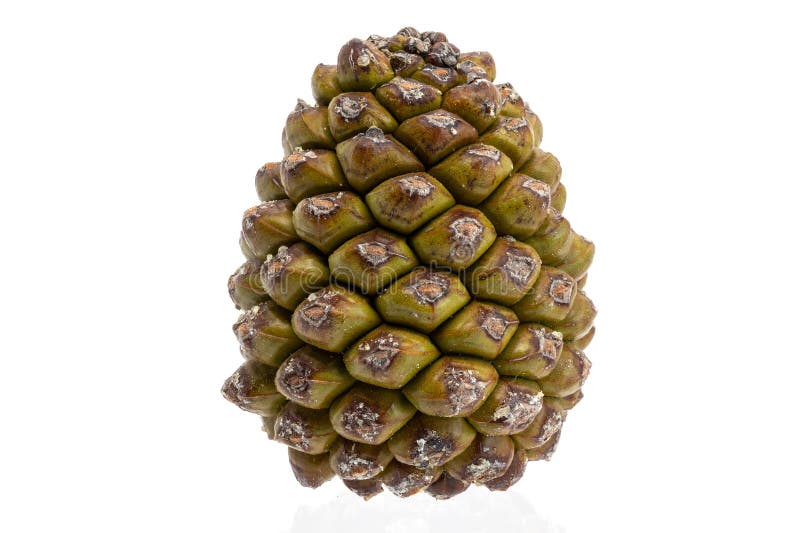 Closed Pine Cones and a Twig of a Christmas Tree on a White Background ...