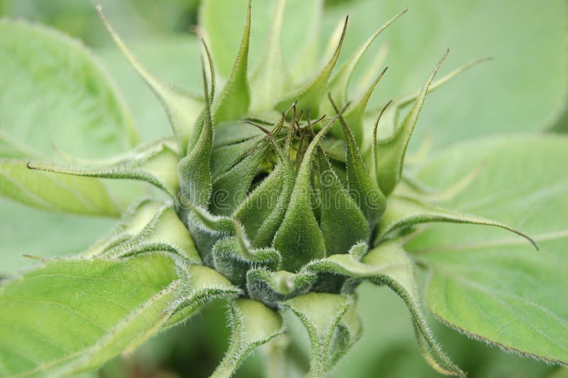 Closeup of Closed Sunflower Stock Photo - Image of nature, sunflower ...