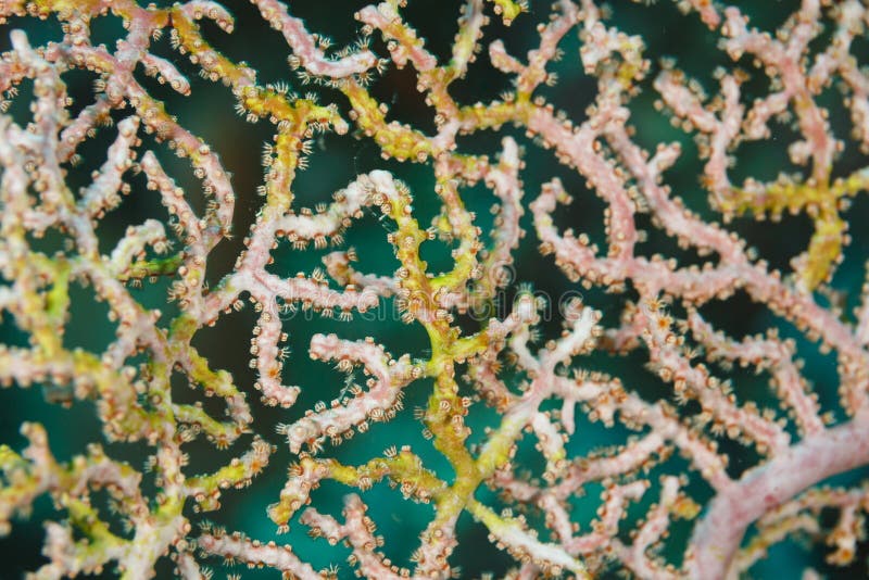 Closeup of Polyps on White Branching Coral with Red Spots Stock Image ...